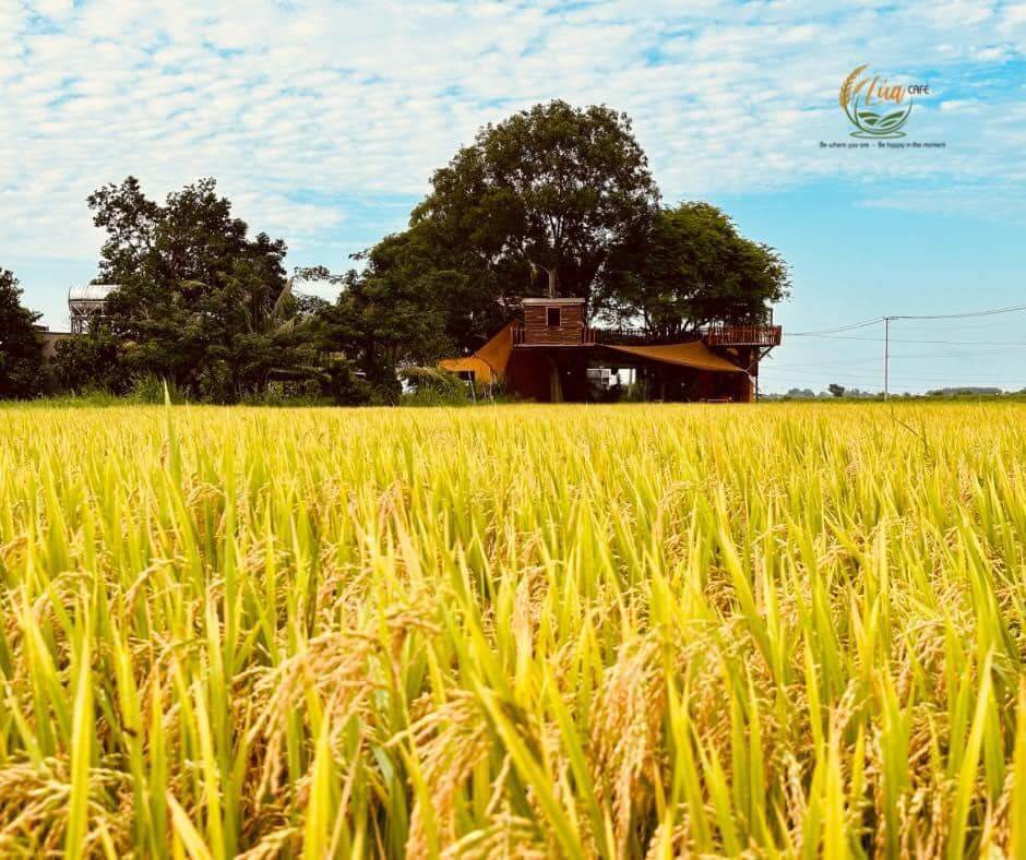 🌾🌾🌾 Lúa Cafe - Khoe Quán