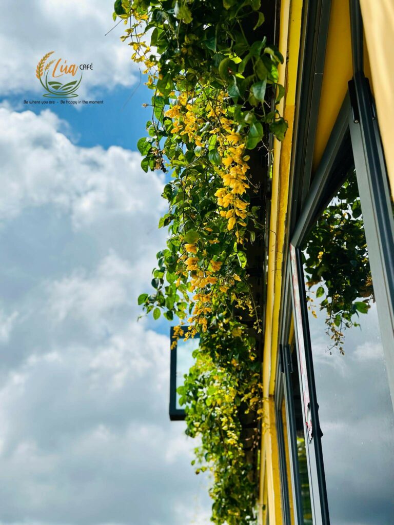 🌾🌾🌾 Lúa Cafe - Khoe Quán