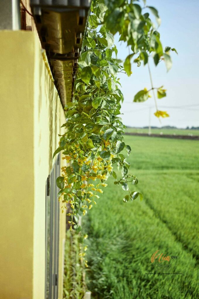 🌾🌾🌾 Lúa Cafe - Khoe Quán