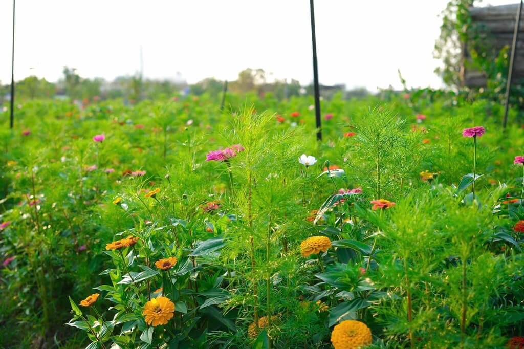 TREEBEE LÀNG HOA - Khoe Quán